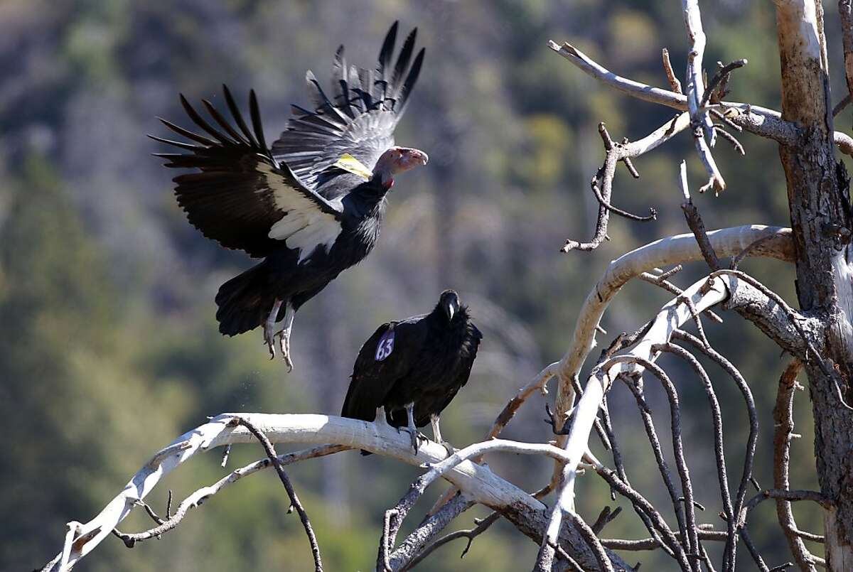 Scientists fight to save condors from lead bullets