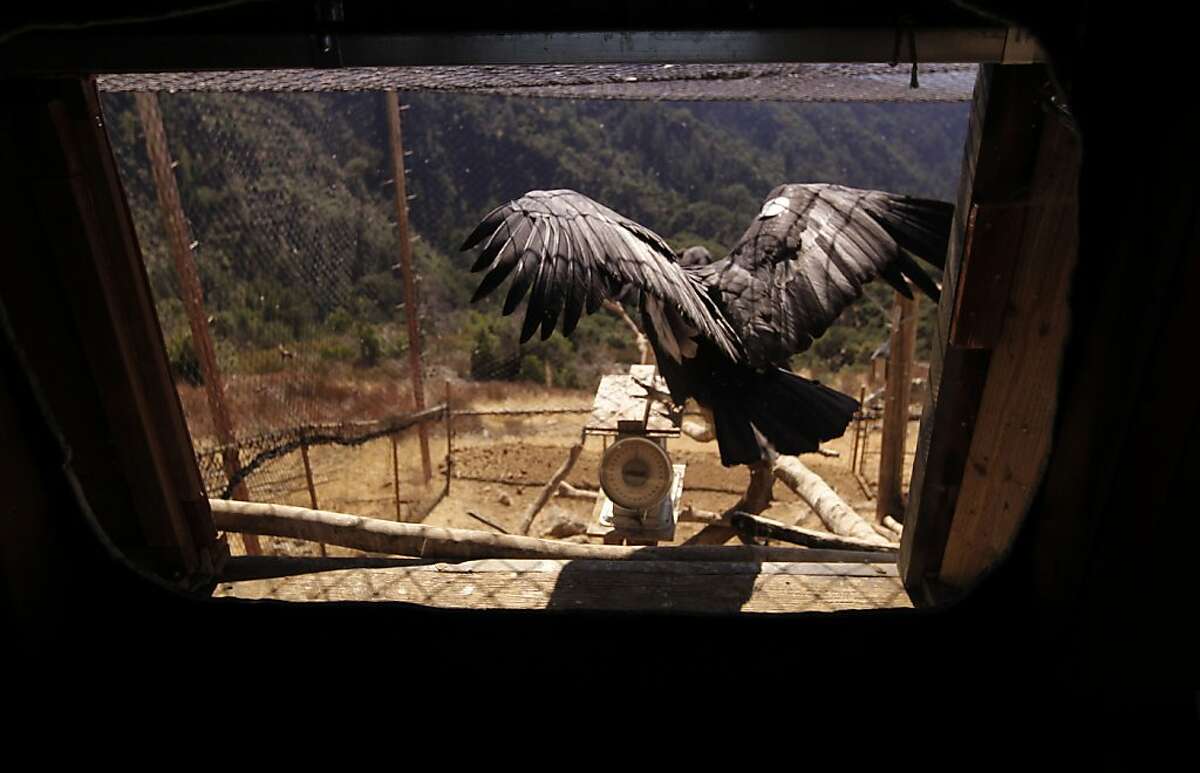 Scientists fight to save condors from lead bullets