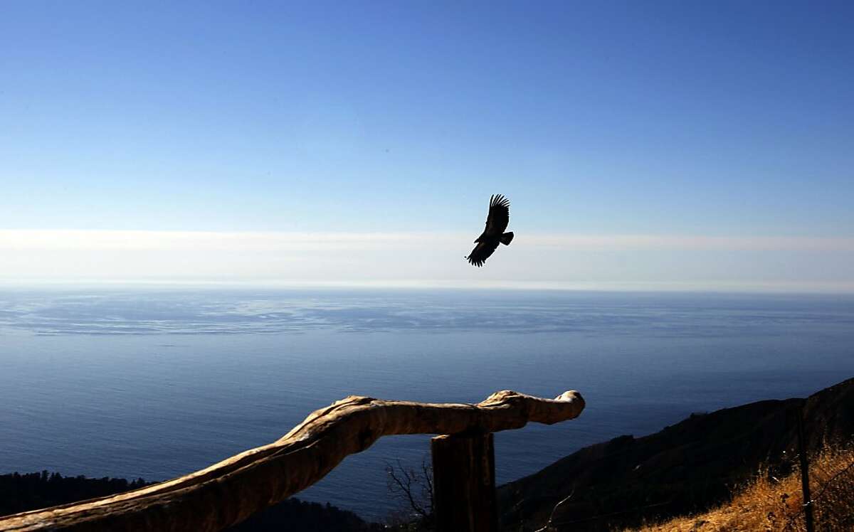 Scientists fight to save condors from lead bullets