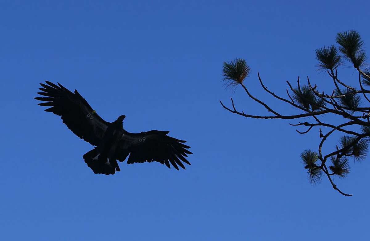 Scientists fight to save condors from lead bullets