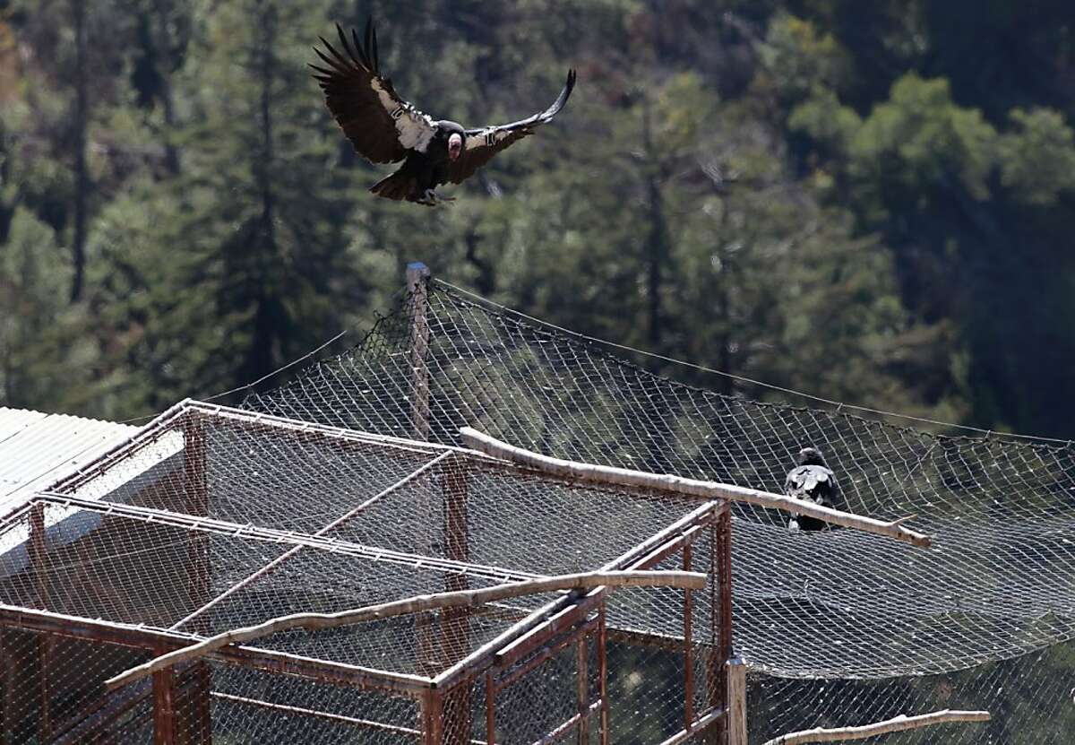 Scientists fight to save condors from lead bullets