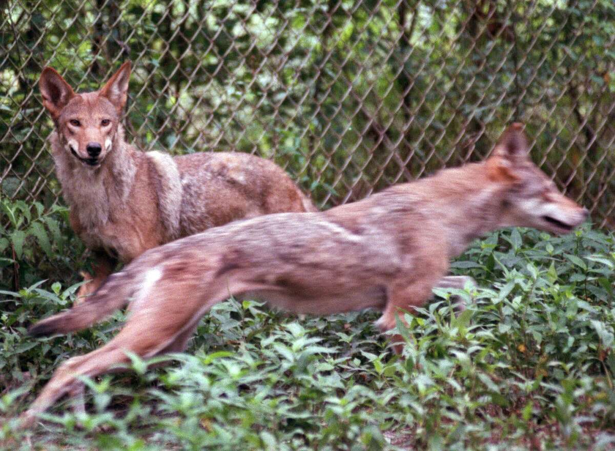 Imagine if Harris County's endangered animals made a comeback