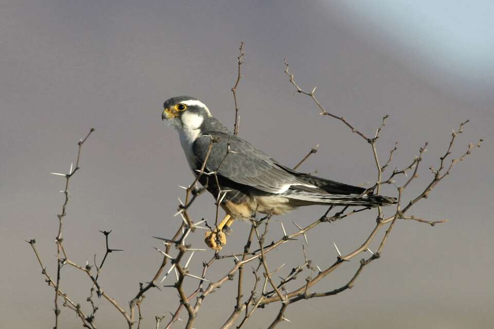 Endangered birds of Texas