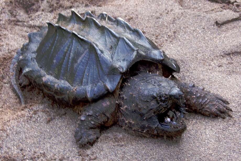 Extremely rare Texas dino turtle even more endangered than first ...