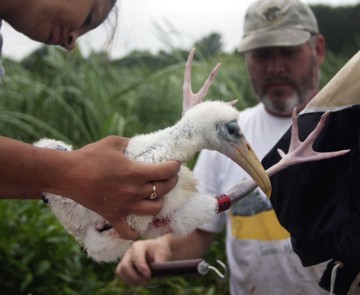 Imagine if Harris County's endangered animals made a comeback