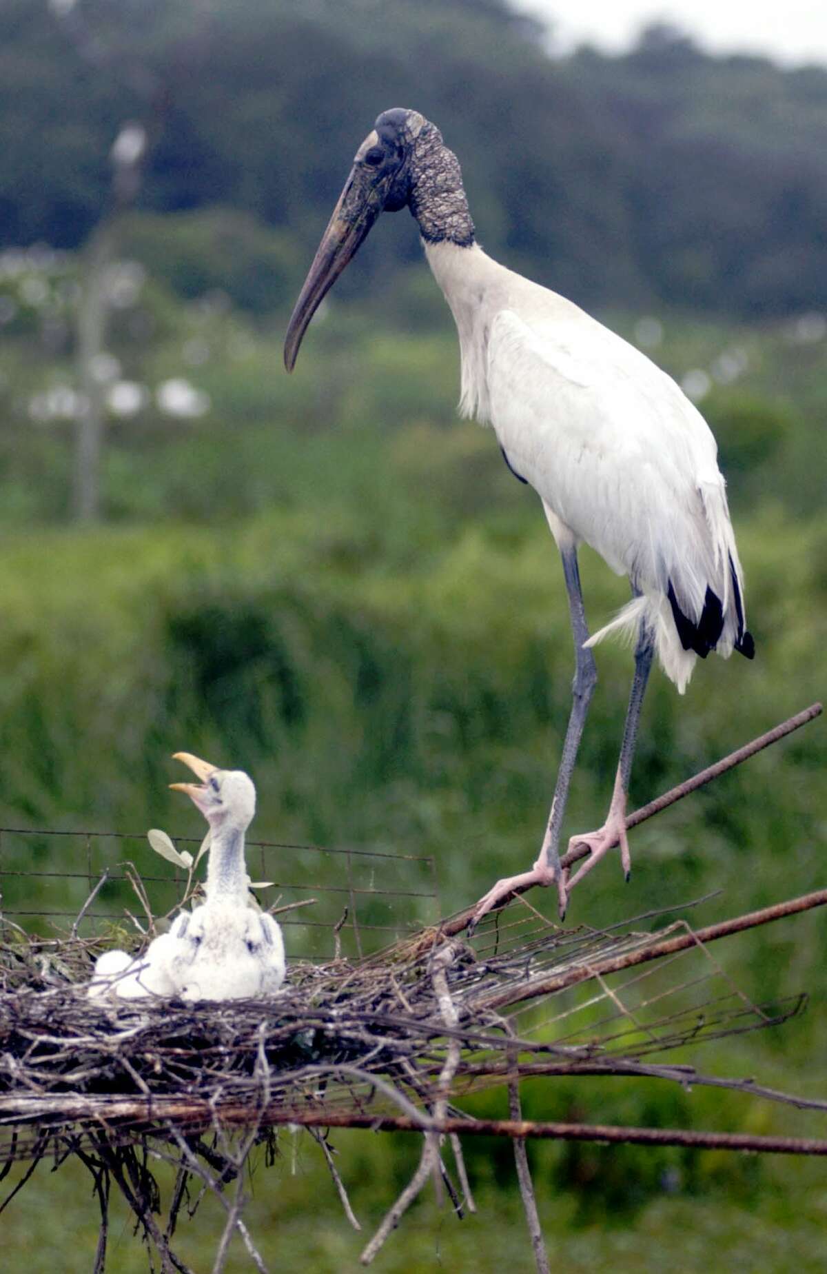 Imagine if Harris County's endangered animals made a comeback