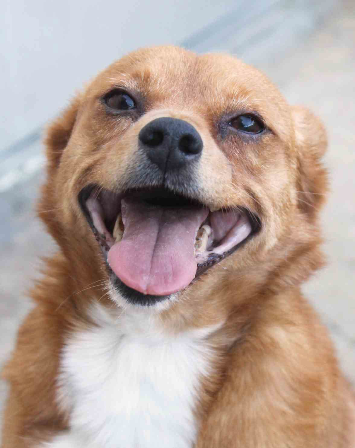 Pet Project: Oct. 22
