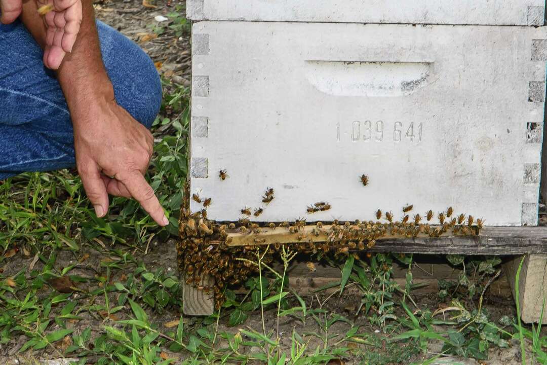 Stroope farms bring honey from the beehive to the table
