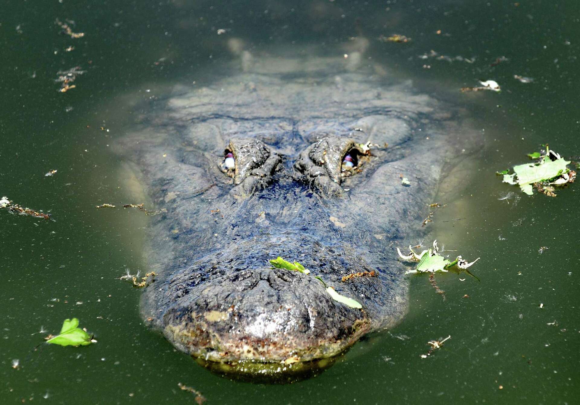 6 things to know about tarantula hawk wasps with 'traumatically painful ...