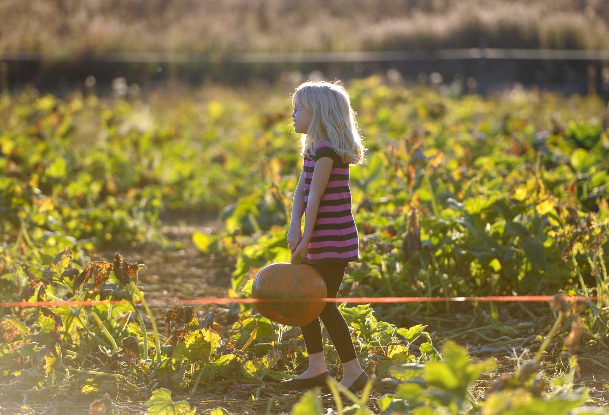 Fall fun at Castle Hill Farm