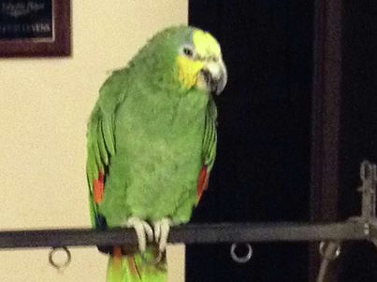 Pete the parrot spotted in Watervliet