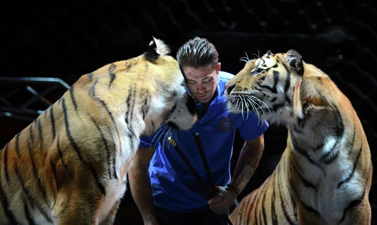 Big cats in Bridgeport