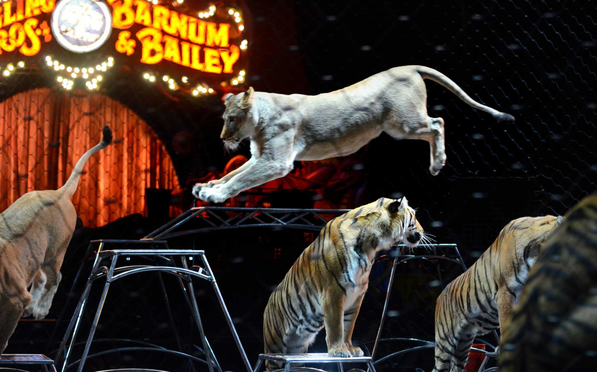 Big cats in Bridgeport