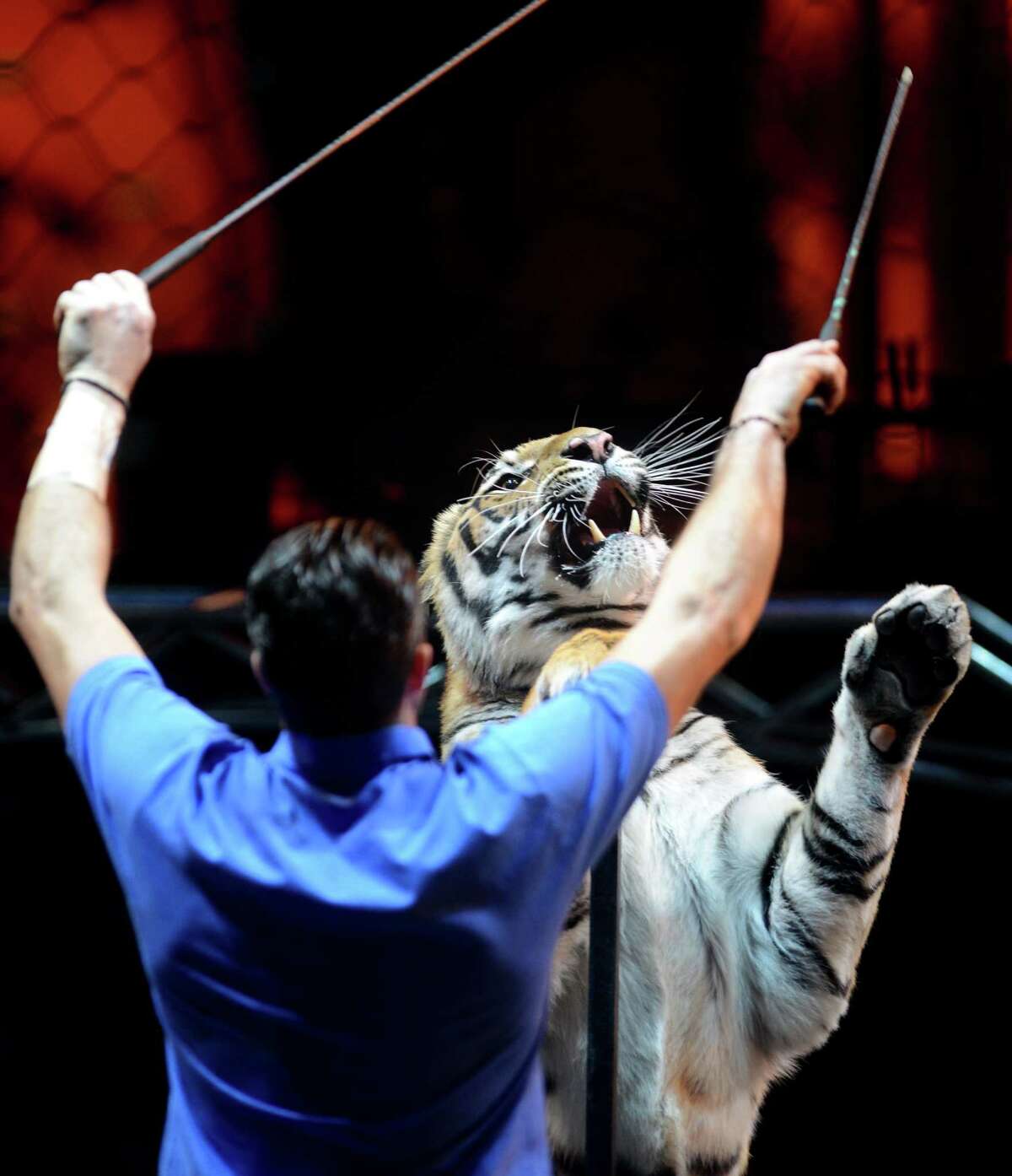Big cats in Bridgeport