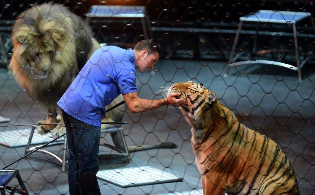 Big cats in Bridgeport