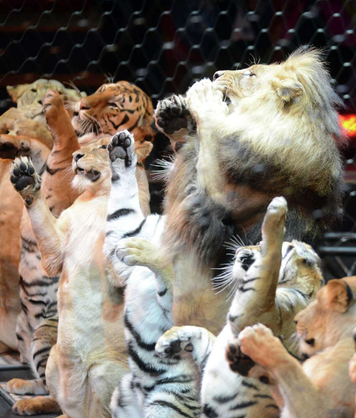 Big cats in Bridgeport