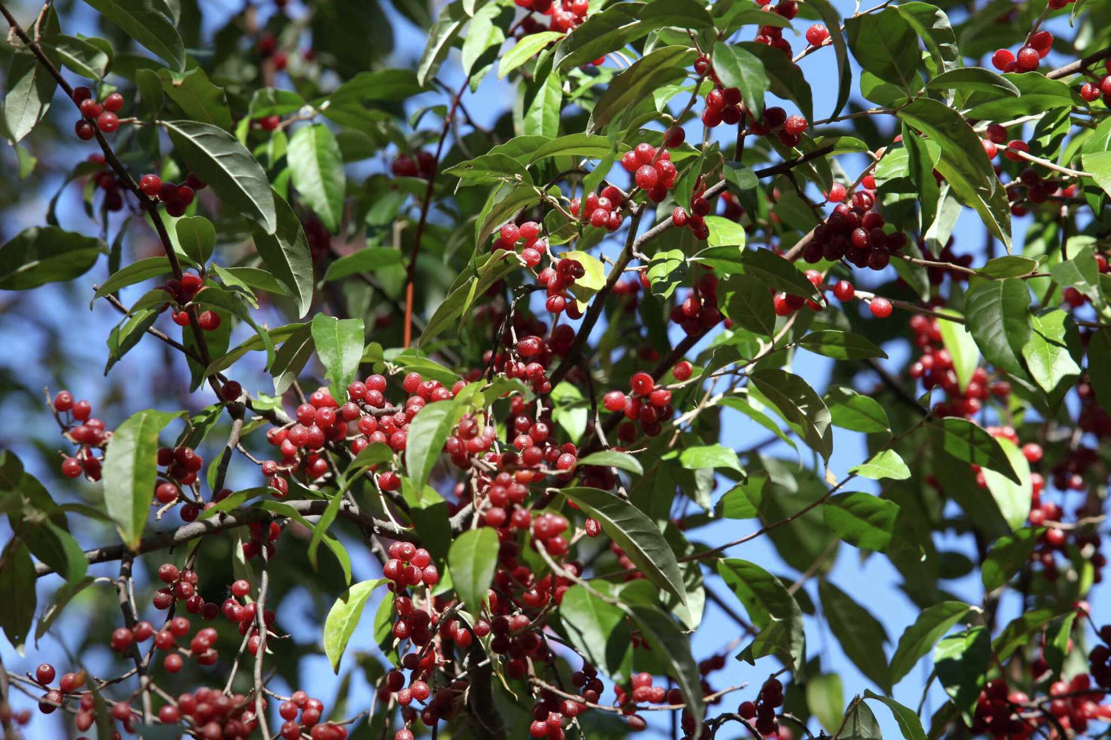 Autumn olives: Alien or superfruit?