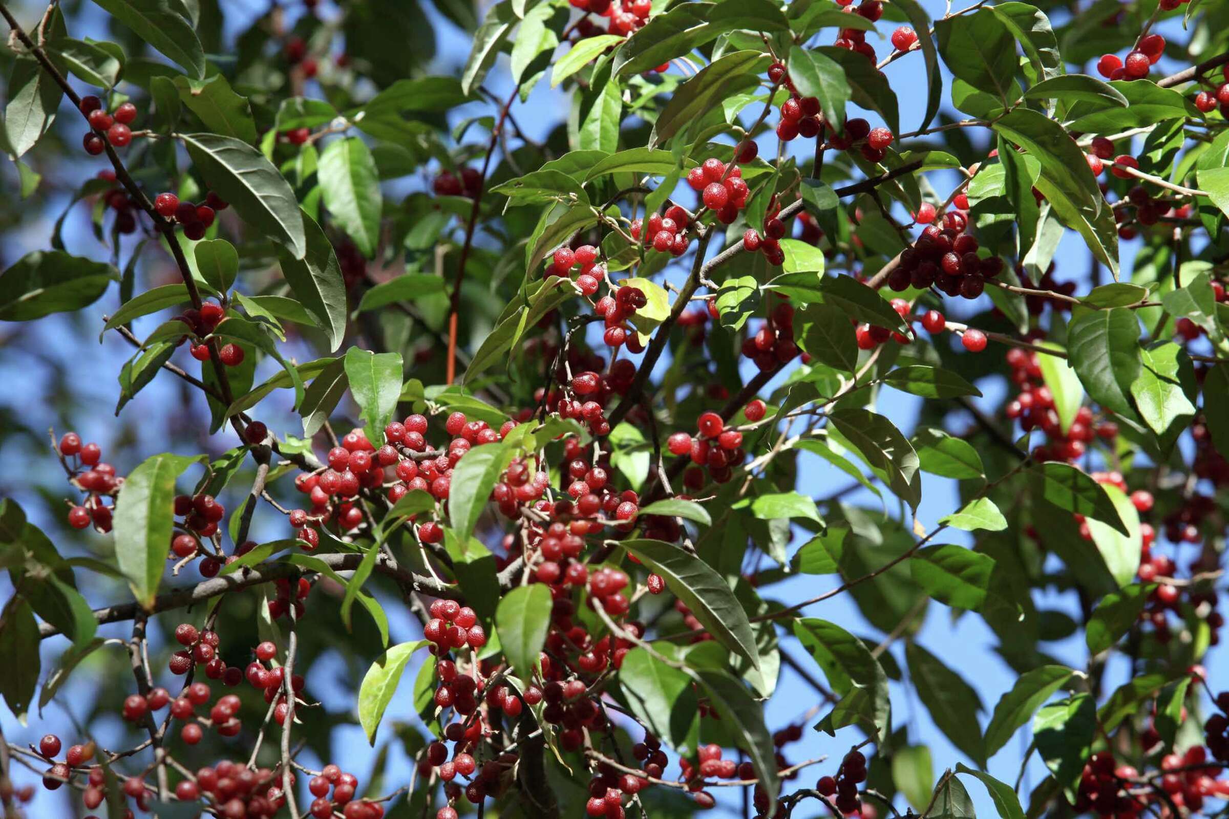Autumn olives: Alien or superfruit?