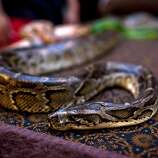 Python found covered in emoji markings - SFGate