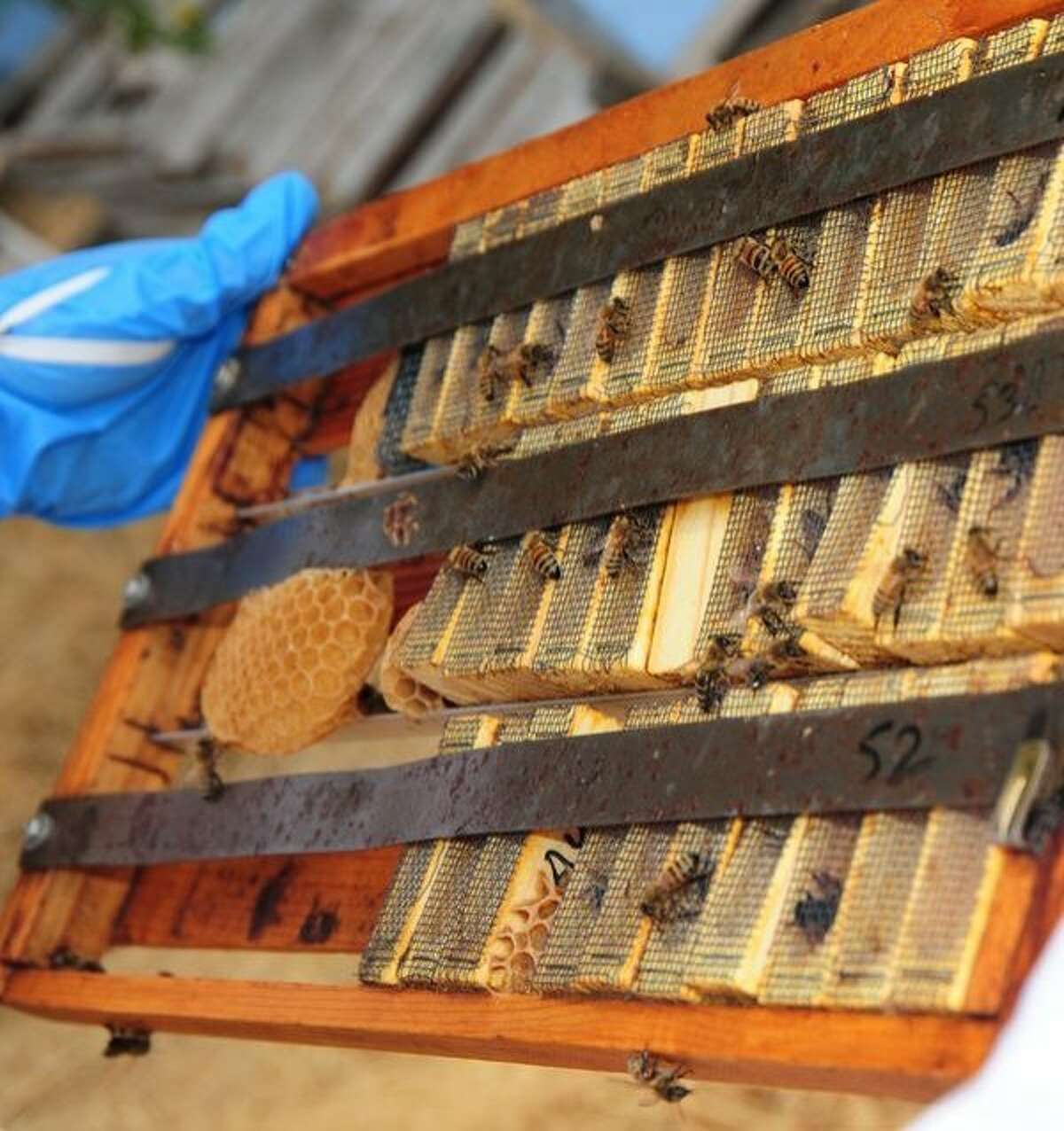 UC Davis lab a busy hive of bee research