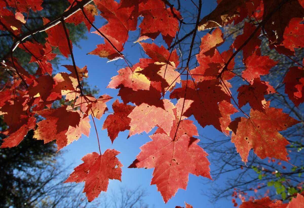 Fall foliage map predicts when the leaves will change and where