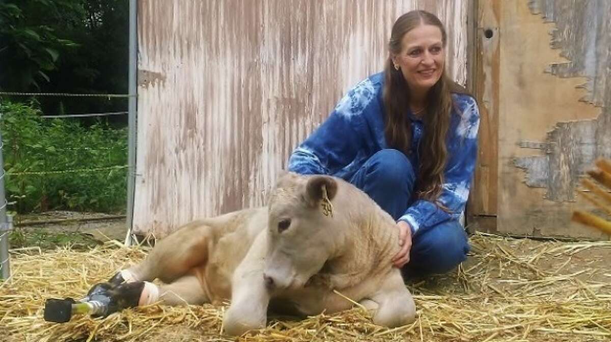 3 a.m. emergency has A&M vets treating calf with no hooves