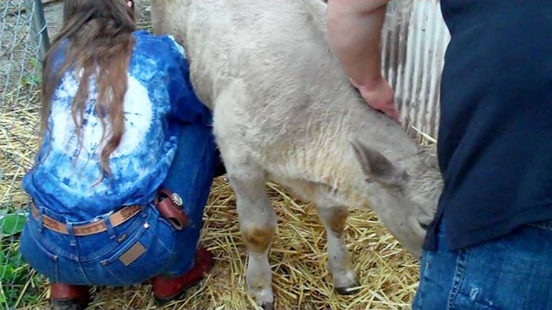 3 a.m. emergency has A&M vets treating calf with no hooves