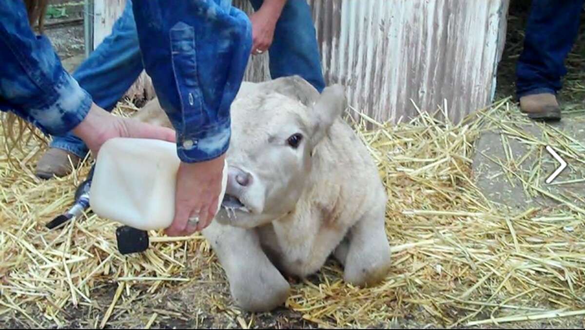 3 a.m. emergency has A&M vets treating calf with no hooves