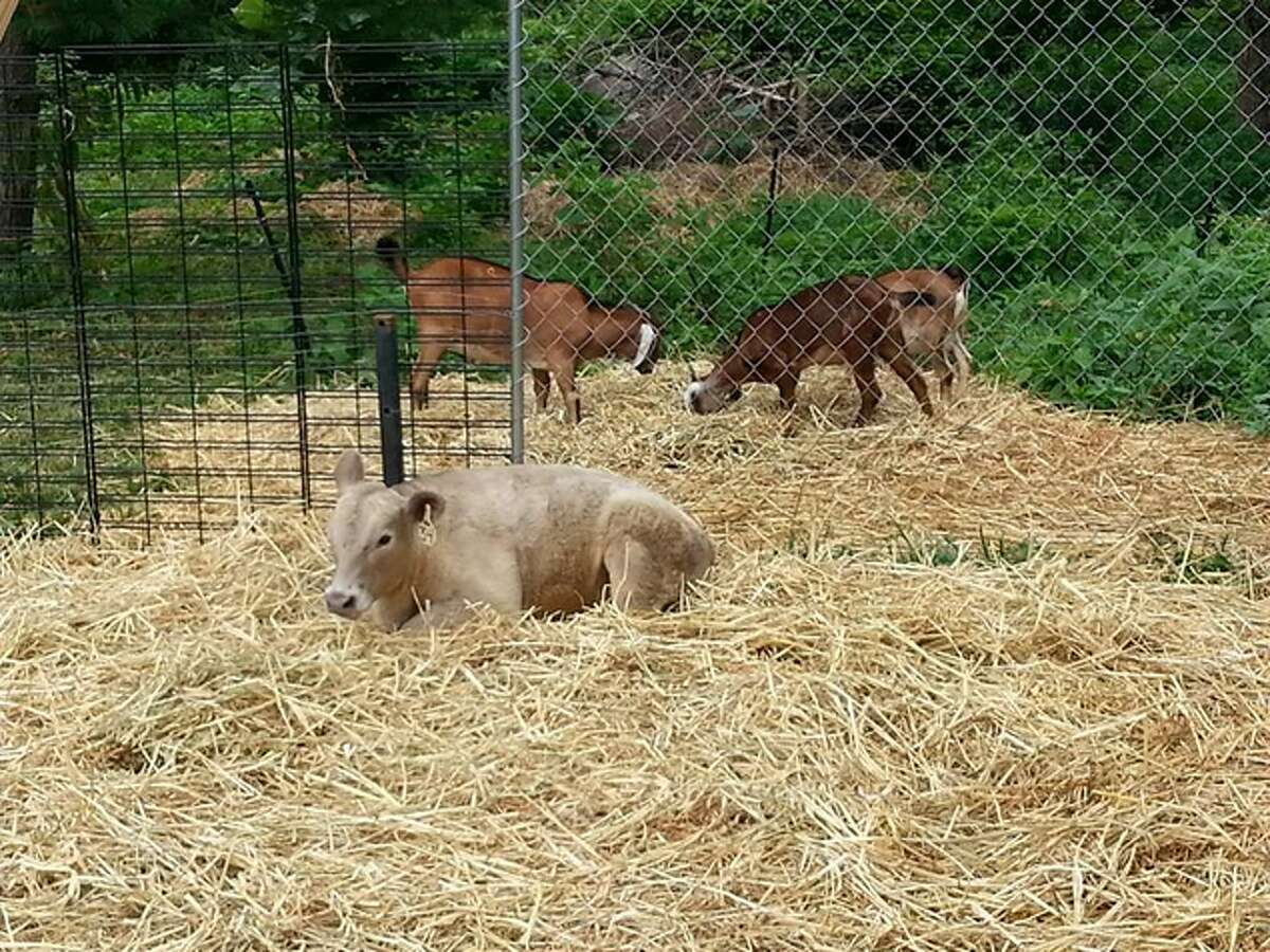 3 a.m. emergency has A&M vets treating calf with no hooves