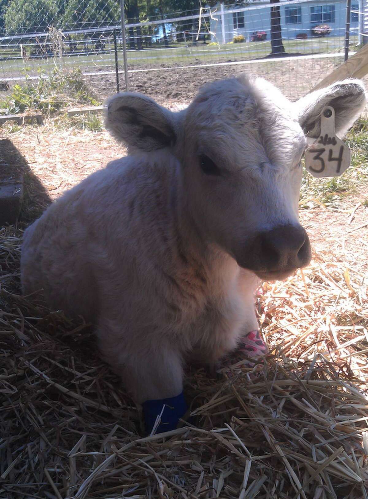 3 a.m. emergency has A&M vets treating calf with no hooves