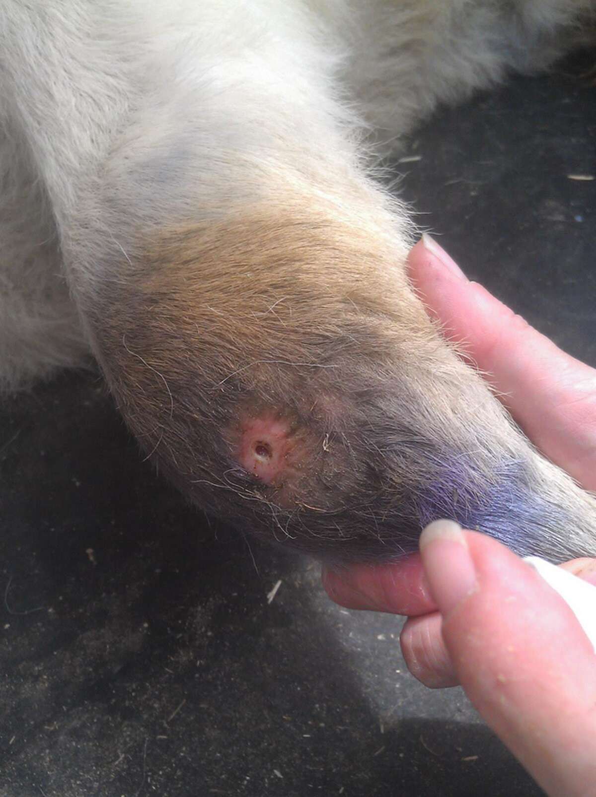 3 a.m. emergency has A&M vets treating calf with no hooves