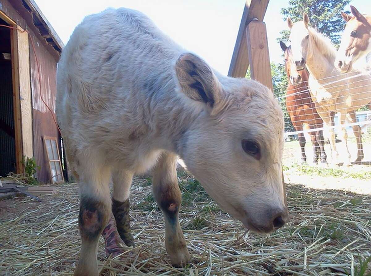 3 a.m. emergency has A&M vets treating calf with no hooves
