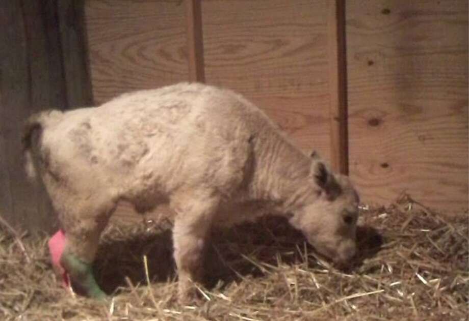 Hero the calf headed home with new prosthetic hooves - Houston Chronicle