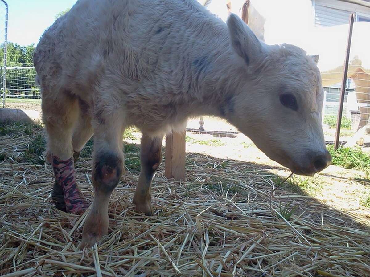 3 a.m. emergency has A&M vets treating calf with no hooves