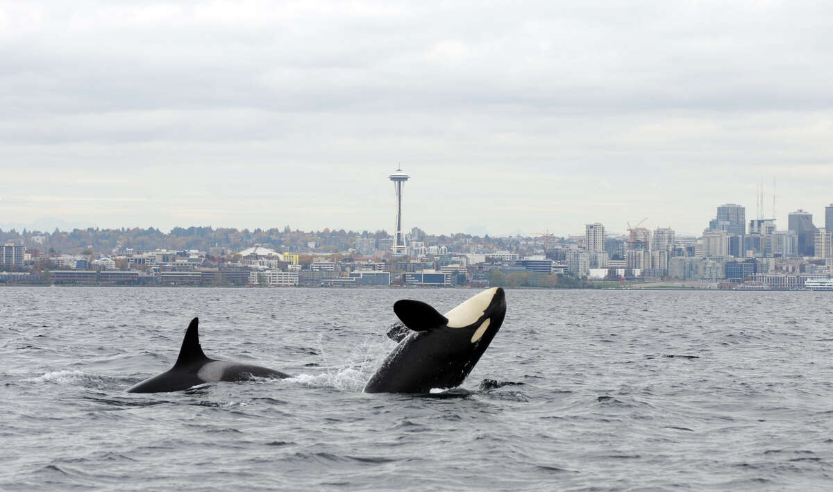 Photos: Orcas off Seattle