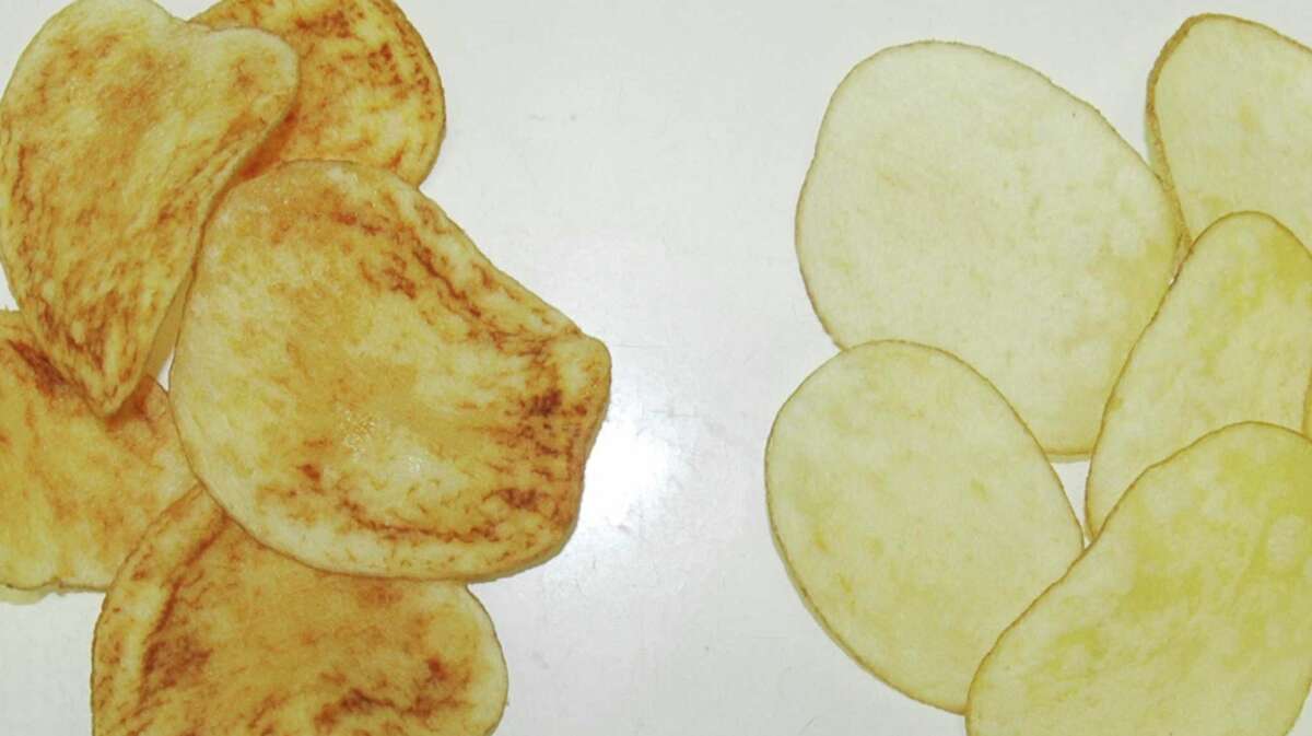 Potato growers turn tide on Zebra Chip