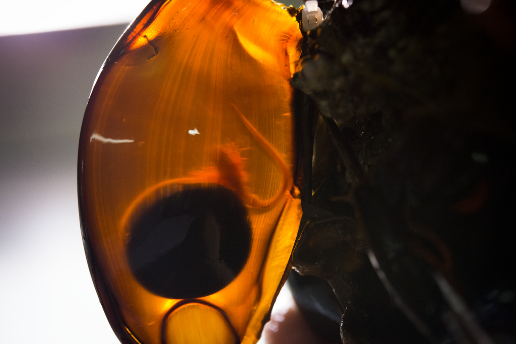 Houston Zoo anxiously awaiting shark babies to test their DNA