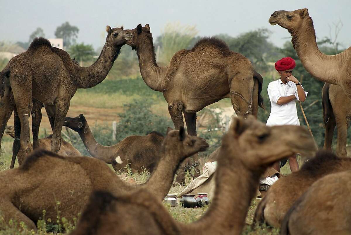 Colorful festival in India is world's largest camel lot