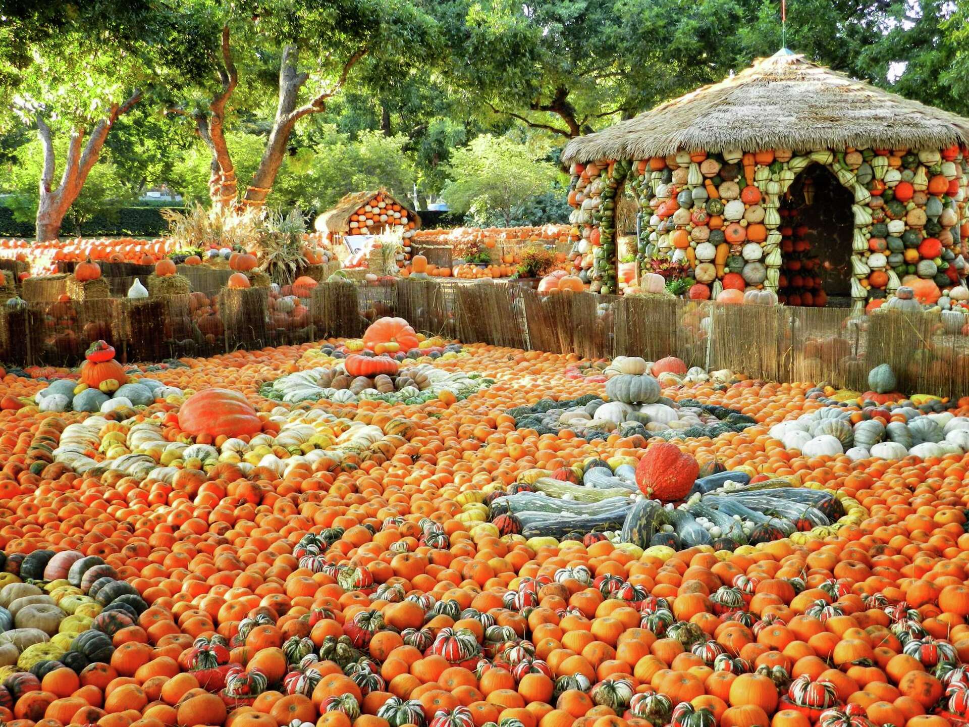 Dallas Arboretum puts on a show of fall colors