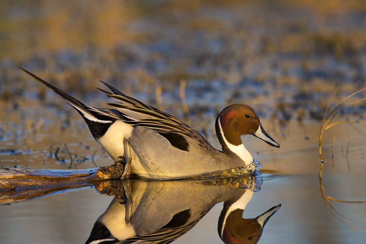 Annual migration slow to arrive in Central Valley