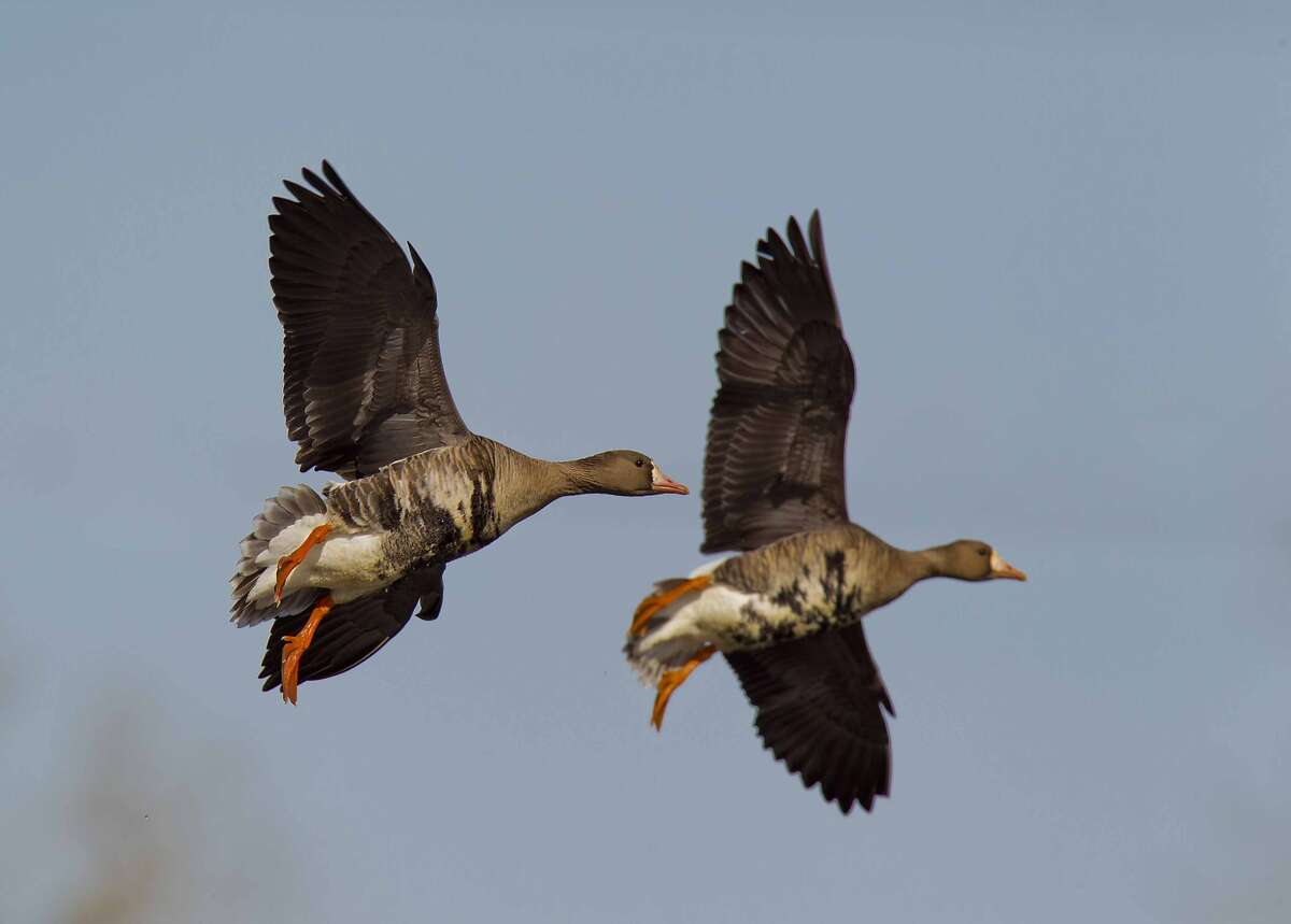 Annual migration slow to arrive in Central Valley
