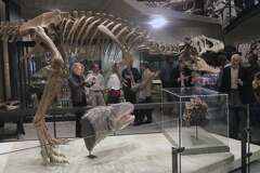 New dinosaur discovered; is like T. rex's 'great uncle'