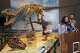 New dinosaur discovered; is like T. rex's 'great uncle'