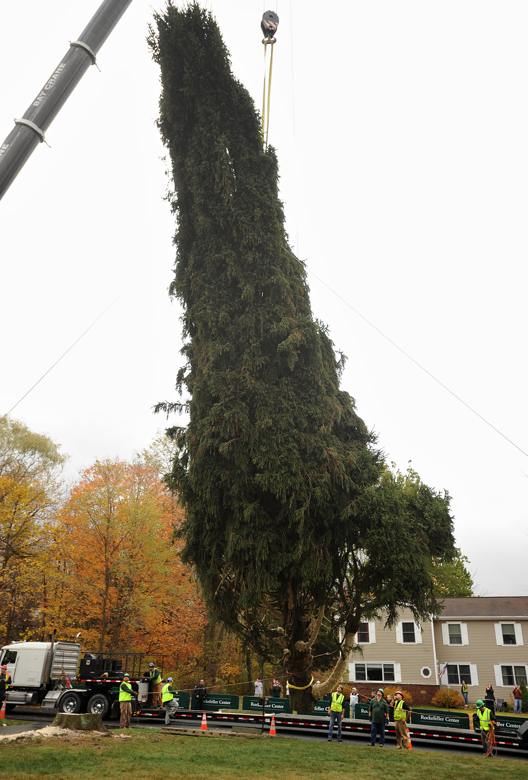 Shelton spruce to grace Rockefeller Center