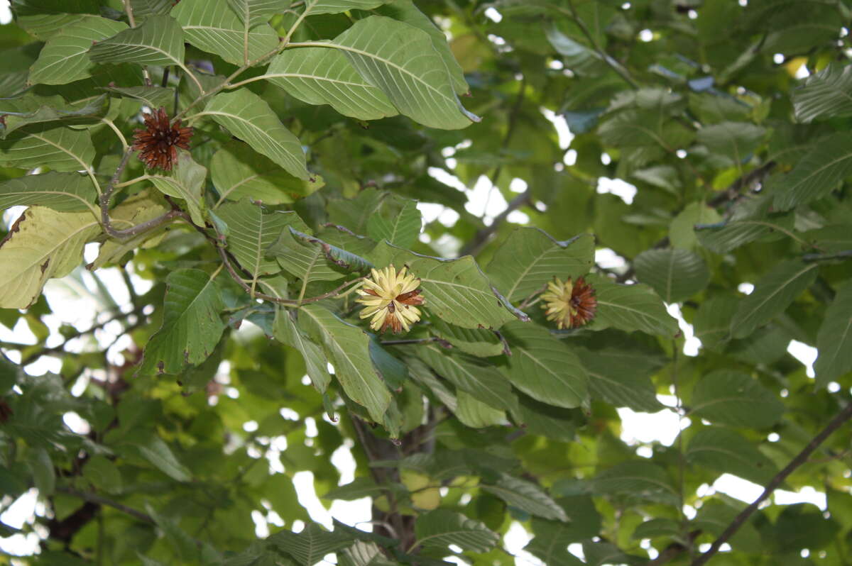 Single rare tree in crowded Texas tourist spot is treasure for A&M ...