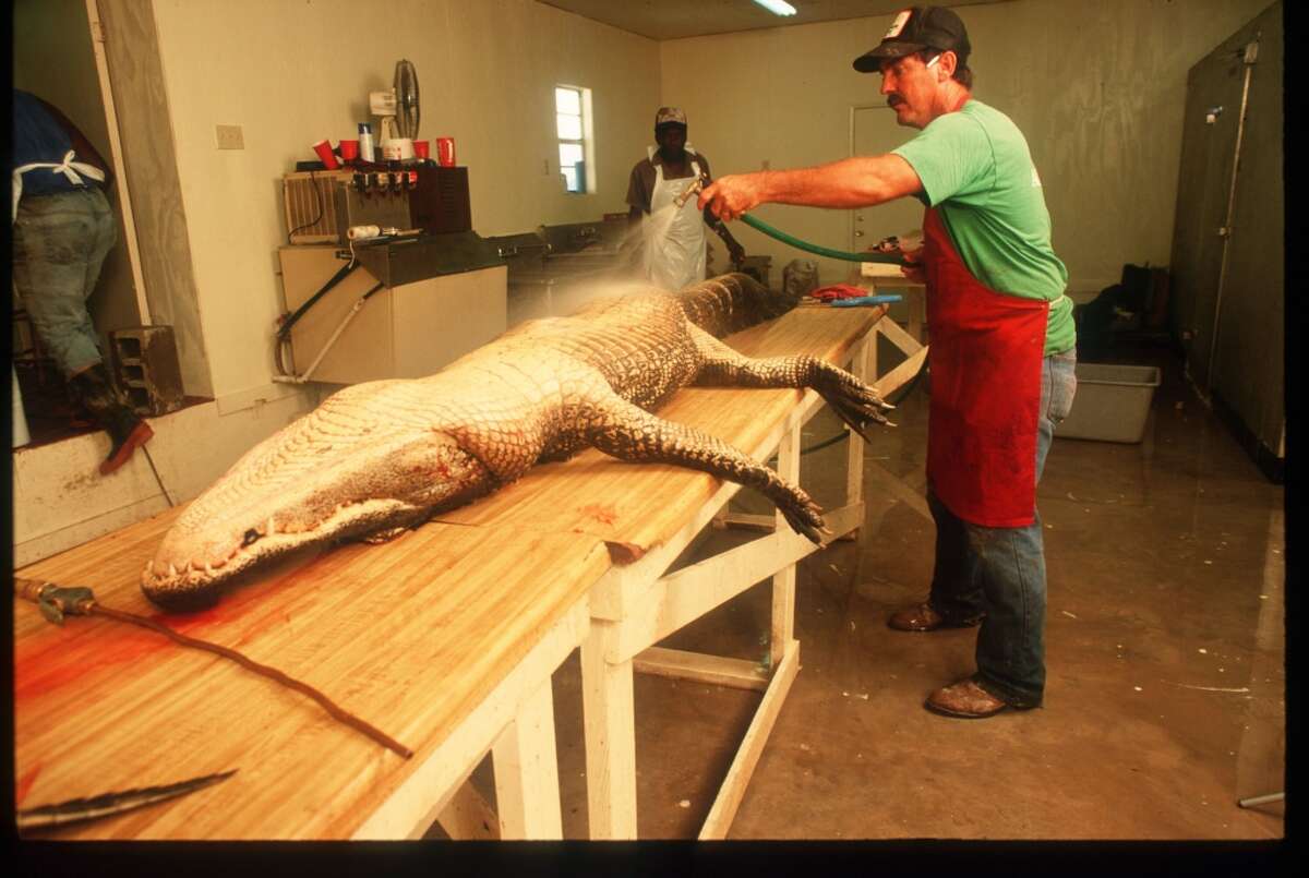 Tales from Texas game warden field logs