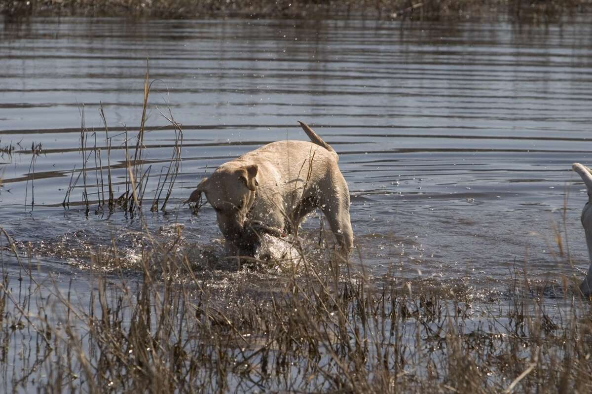 Tales from Texas game warden field logs