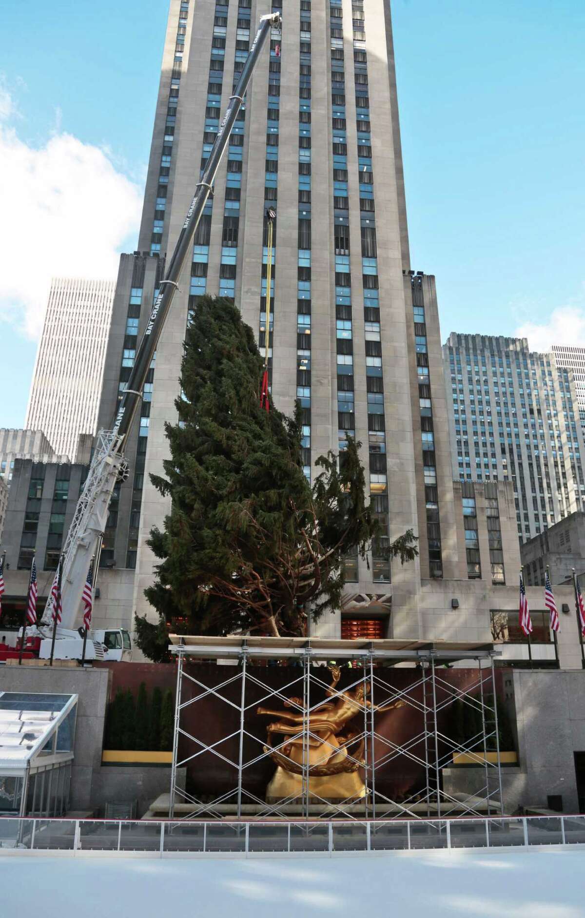 Shelton spruce to grace Rockefeller Center