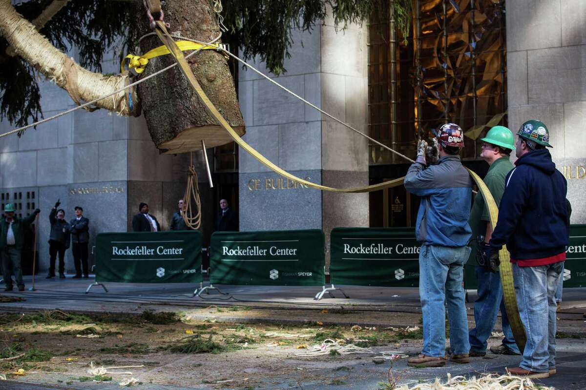 Shelton spruce to grace Rockefeller Center