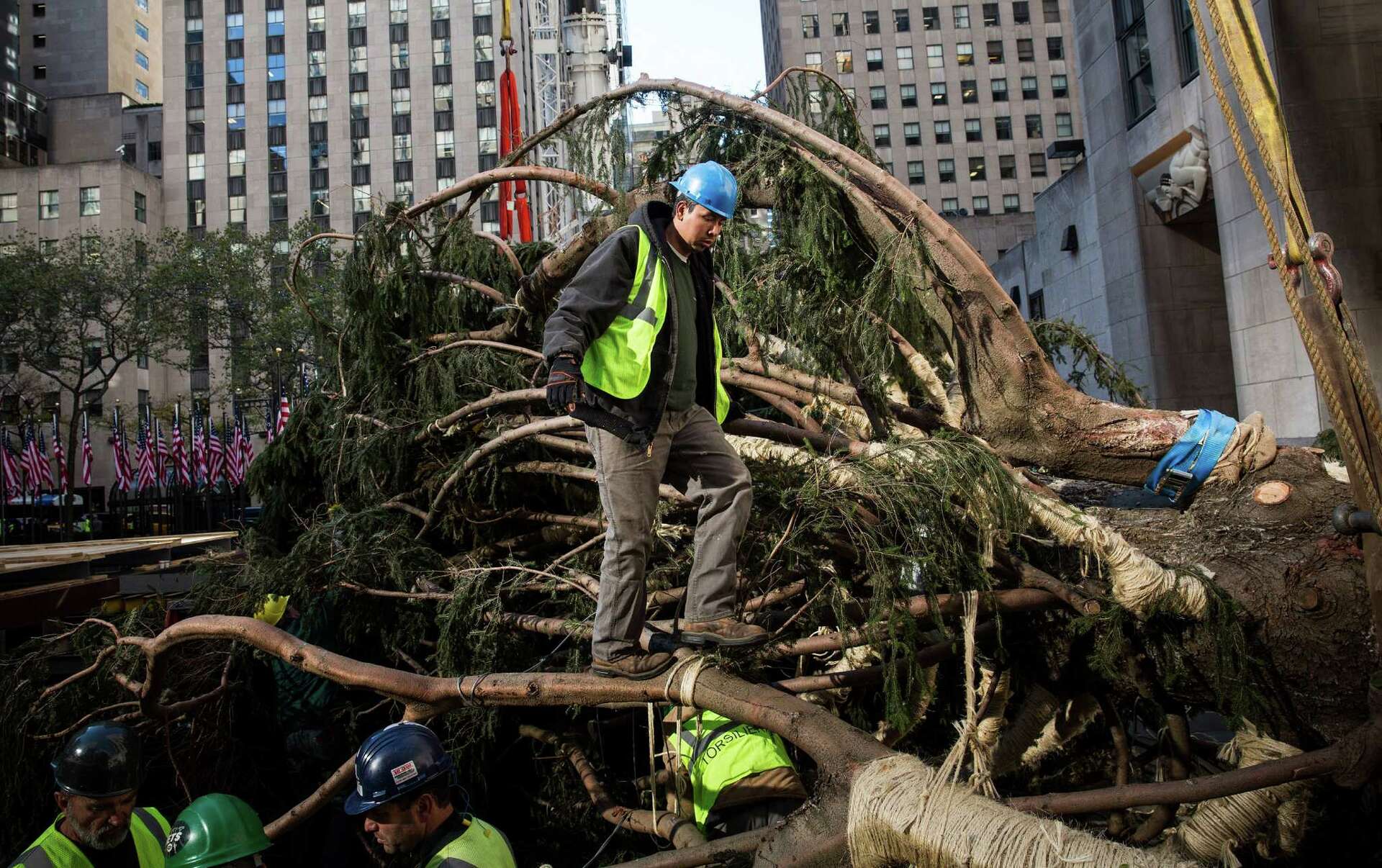 Shelton spruce to grace Rockefeller Center